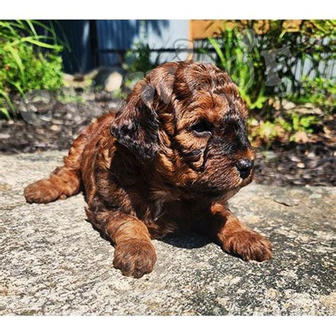 Chiot Cockapoo Miniature Brun Roux Femelle Vendu Chiwoof