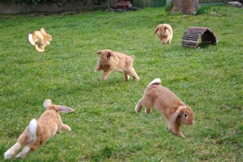 Ninja Clones Skill Now Im Sure You Wont Catch Me Rabbit