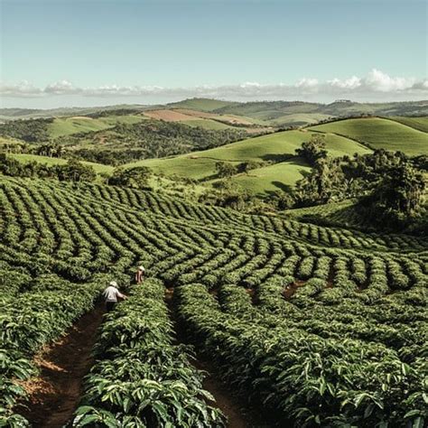 Free Lush Coffee Farm Image Agriculture Coffee Farm Download At