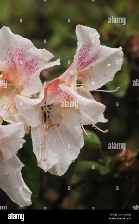 Rhododendron Mucronatum Or Rose Flower Native To China And Tibet