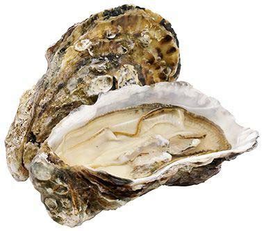 Как выглядит устрица в ракушке