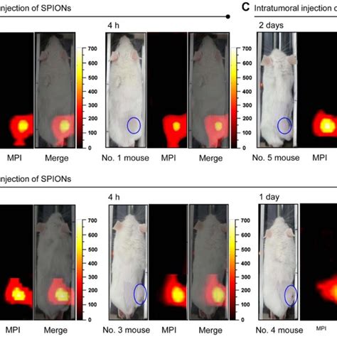 Magnetic Particle Imaging Mpi 3d Scanning Of Ct26 Inoculated Balbc