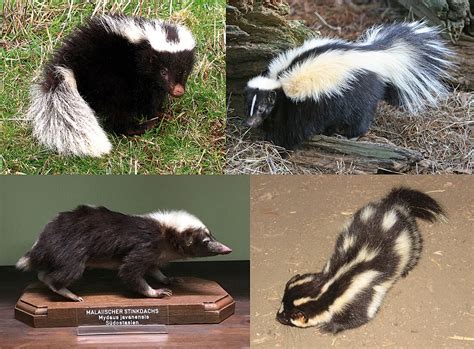 Mephitidae Wikiwand