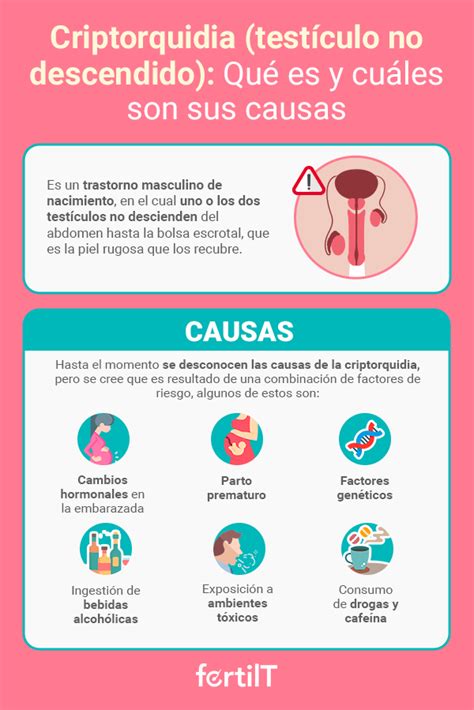 Criptorquidia Testículo No Descendido Todo Lo Que Debes Saber