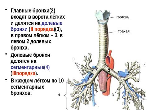 Бронхи И Легкие Фото — Фото Картинки