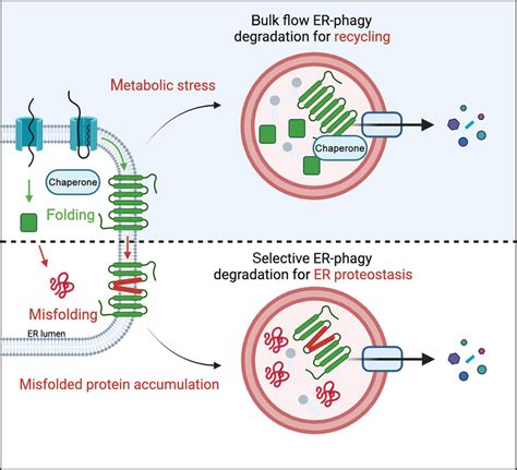 Degradation Of The Er For Recycling Vs Degradation Of The Er For