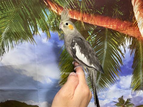 Male Grey Cockatiel