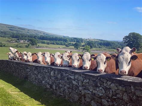 Hereford Beef Looking For A Quick And Easy Recipe You Cant Go Wrong