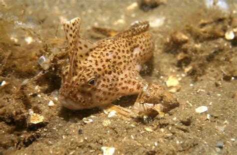 Spotted Handfish Facts Diet Habitat And Pictures On Animaliabio
