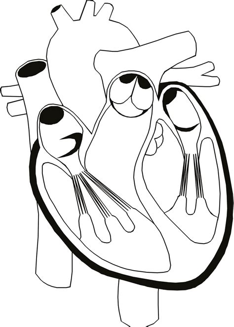 Heart Anatomy Free Photos On