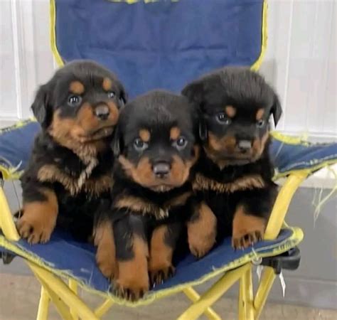 Rottweiler Puppies For Adoption Facebook
