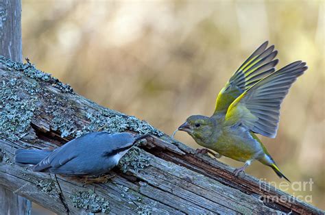 Nuthatch Vs Greenfinch Photograph By Torbjorn Swenelius Fine Art America