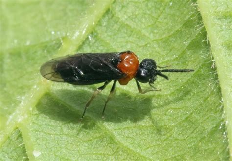 Eutomostethus Ephippium Naturespot