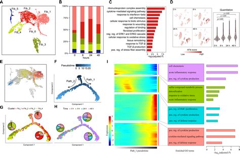 analysis of fibroblast subpopulations a uniform manifold