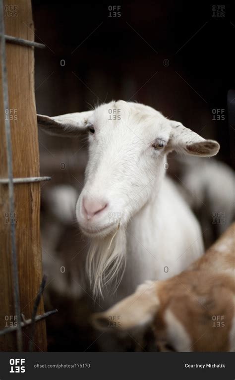 Goat Face Beard