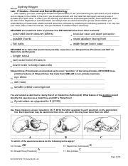 Primate Pdf Sydney Brigger Names Lab PrimatesCranial And Dental Morphology After Reading