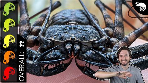 5 Secrets To Tailless Whip Scorpion Care Your Ultimate Guide