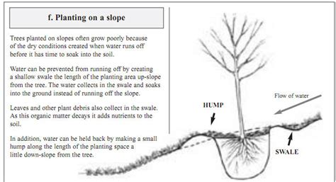 Tree How To Plant On Slope Walter Reeves The Georgia Gardener