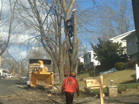 Tree Trimming Stump Removal In New Jersey Big Foot Tree Service