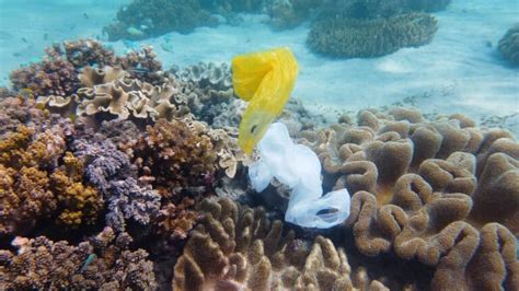 Scientists Found Bacteria That Eats Plastic