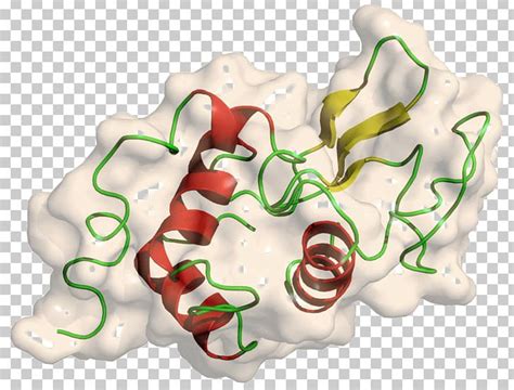 Lysozyme Protein Structure Protein Tertiary Structure Png Clipart