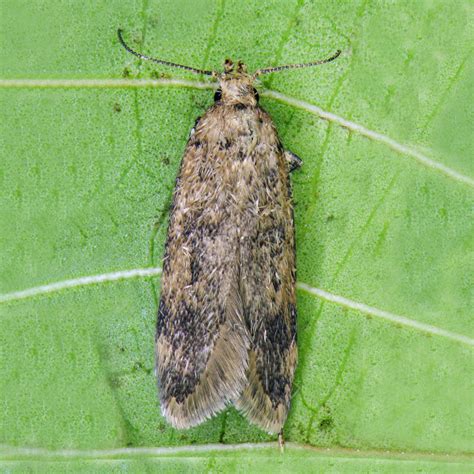 False Codling Moth Fcm Biobee South Africa