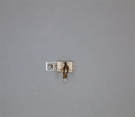 Species Detector Object Detection Dataset By Adams Workspace