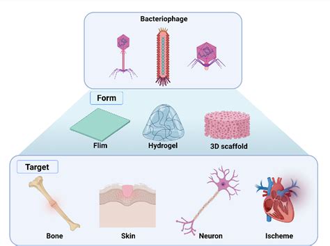 Figure 3 From Genetically Engineered Bacteriophages As Novel