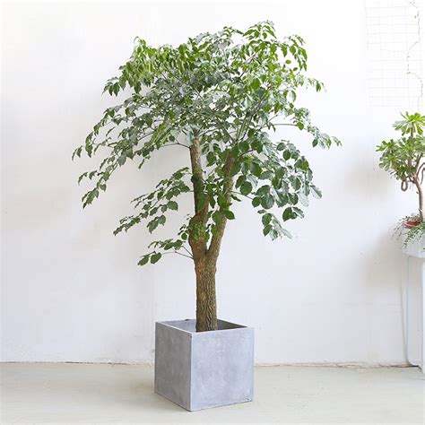 幌伞枫（五加科幌伞枫属植物）百度百科