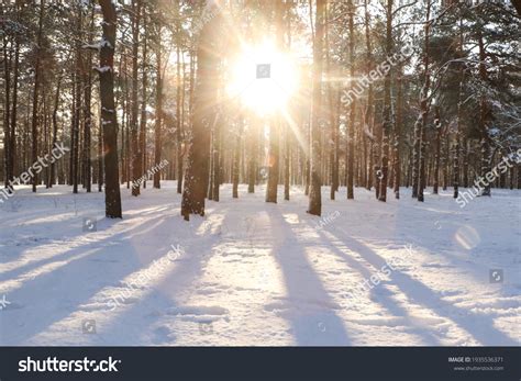 Winter Sunrise Forest