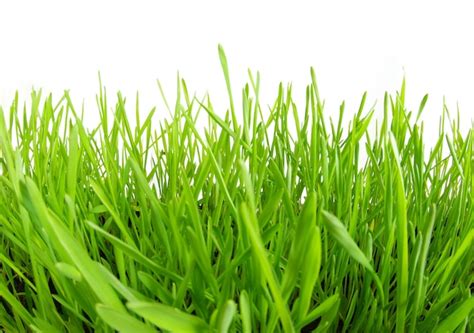 Premium Photo Green Grass Isolated On White Background