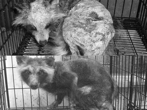 What Does Mange Look Like On A Raccoon
