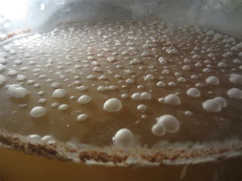 What Is Lactobacillus In Beer At Lawrence Burgess Blog