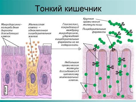 Органы пищеварения презентация онлайн