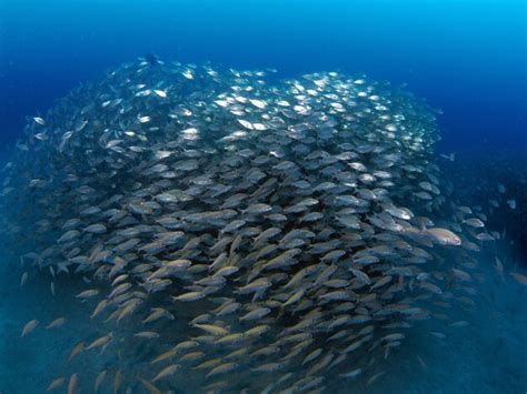 Premium Photo Fish Swarm Swimming In Sea Premium Photo Fish Swarm Swimming In Sea