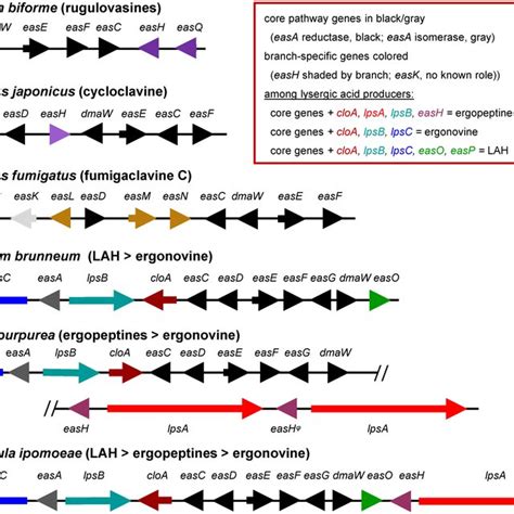 Ergot Alkaloid Synthesis Eas Gene Clusters Clusters Drawn Or Redrawn