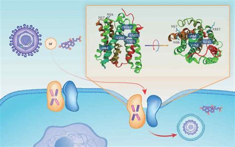 Unlocking The Secrets To Human Ntcp Structure Qi Groupnibs