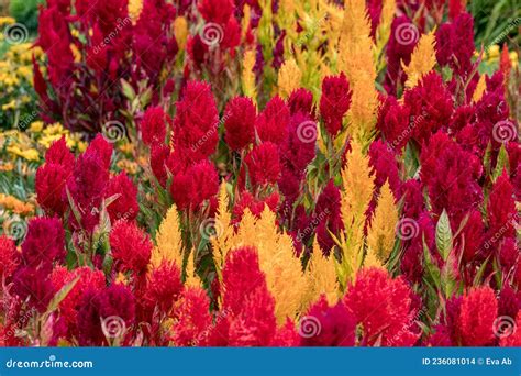 Feather Cockscomb Multicolored Red Yellow Background The Concept Of