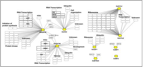 Transcriptome Based Identification Of Novel Transcription Factors Regulating Seed Storage