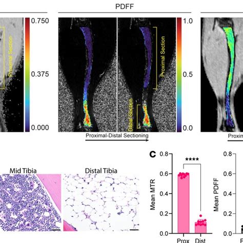 Quantitative Mri Metrics Identify Regional Differences In Healthy Mouse Download Scientific