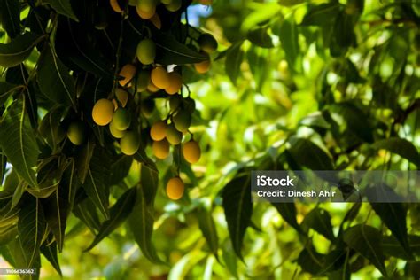 Pohon Mimba Dengan Buahbuahan Kuning Biji Azadirachta Indica Tergantung Di Pohon Pohon