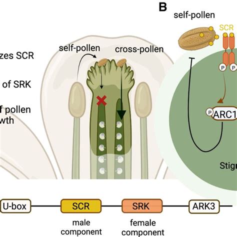Newly Formed Polyploids Often Lack Mating Partners With Compatible Download Scientific Diagram