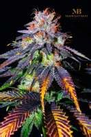 Melonade Midwest Best Cannabis Strain Info Seedfindereu