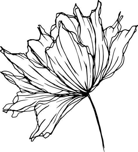 Sketchy Flower Gd U Flower Line Sketch Printable Flower Line