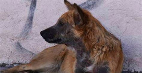 El Horror En México Perro Fue Grabado Llevando Cabeza Humana En El Hocico