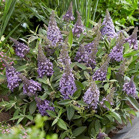 Buddleia Davidii Butterfly Candy Lila Sweetheart 1 X 9cm Pot Yougarden