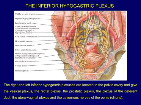 Lecture № 26 Anatomy Of The Vegetative Nervous Systempdf