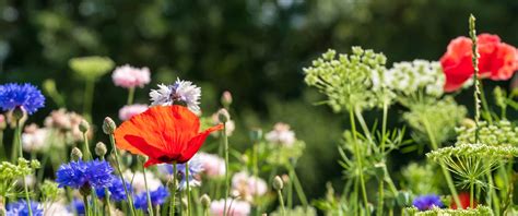 Biodiversity Net Gain Bng Fenland Ecology