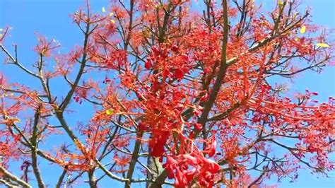Illawarra Flame Tree Flowers Brachychiton Acerifolius Hd 09 Youtube