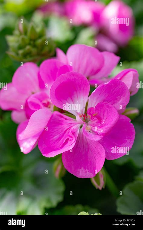 Pelargonium Zonale Candy Rose Stock Photo Alamy